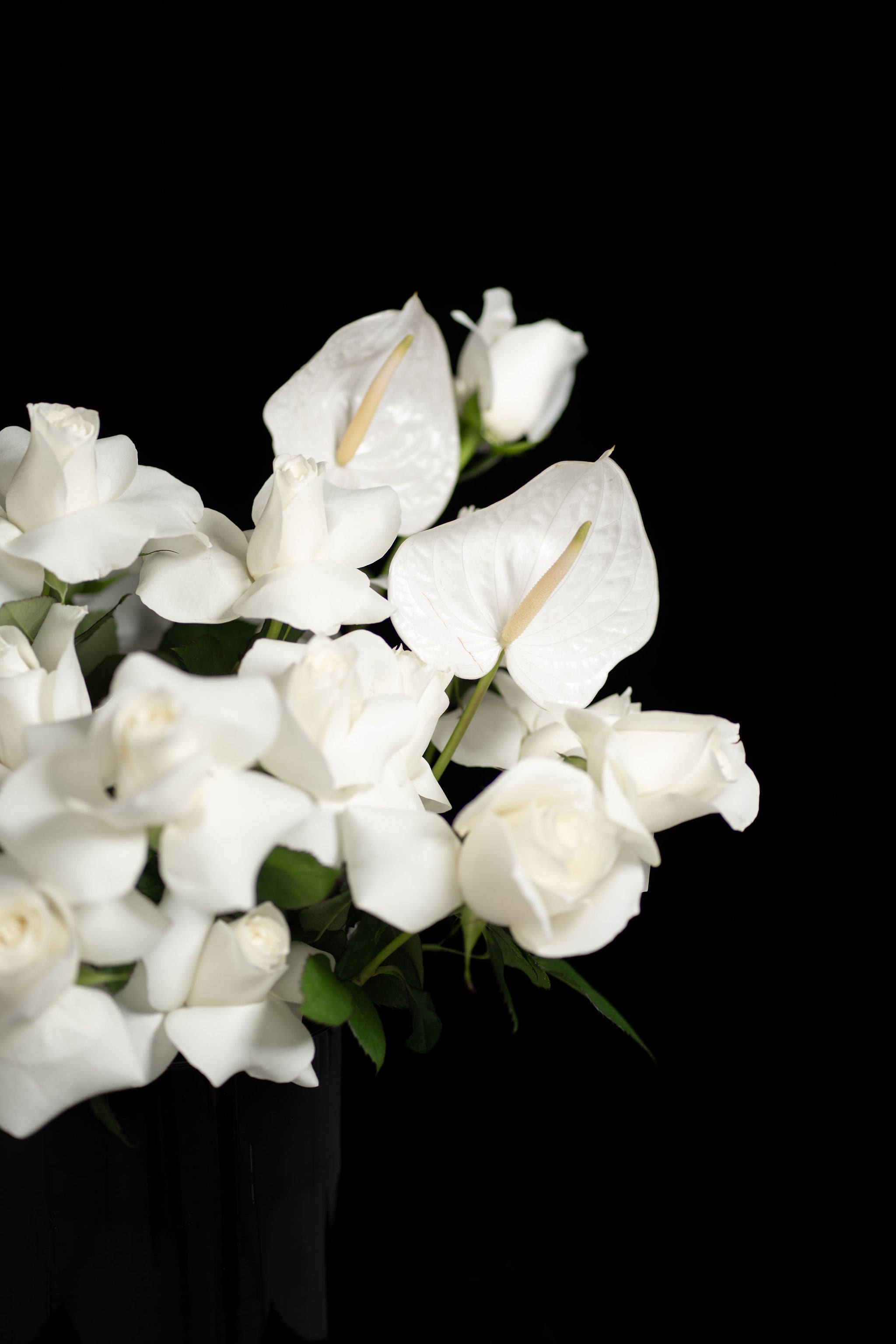 Condolecias – Seven Roses